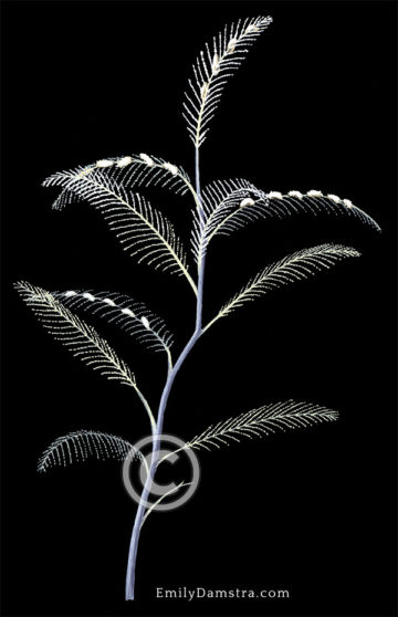 Toothed feather hydroid - Emily S. Damstra