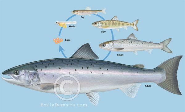 Atlantic salmon life cycle - Emily S. Damstra