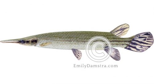 Cuban gar - Emily S. Damstra