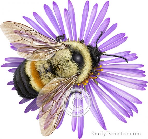 Rusty patched bumble bee on New England aster - Emily S. Damstra