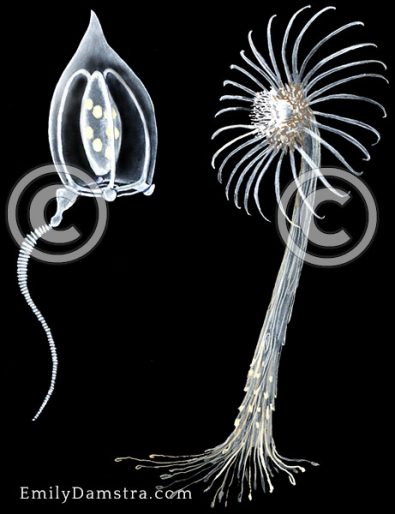 Corymorpha nutans - Emily S. Damstra