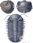 Devonian trilobite - Emily S. Damstra