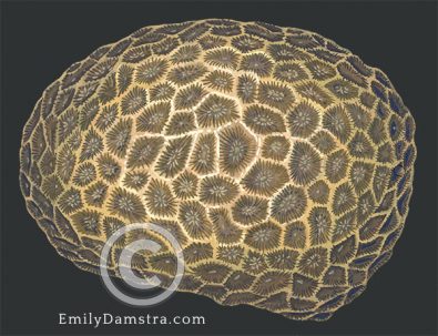 Coelastrea aspera - Emily S. Damstra