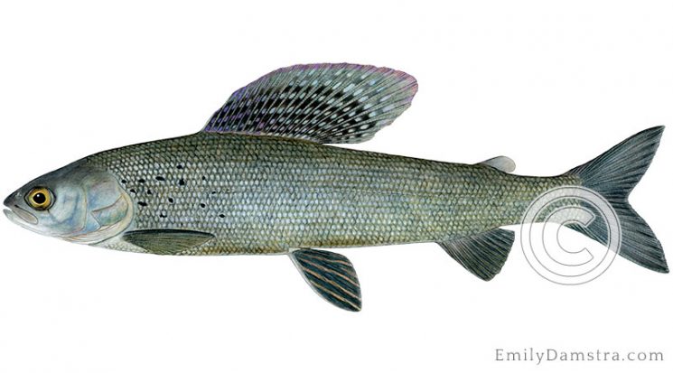 Arctic grayling - Emily S. Damstra