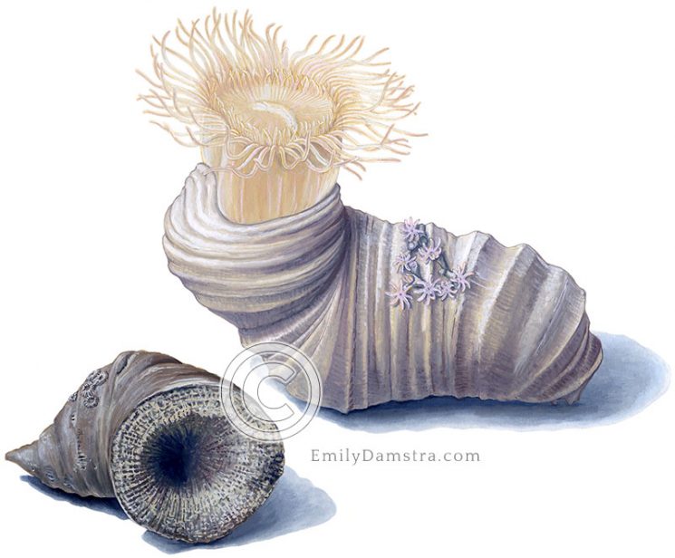 Devonian horn coral fossil - Emily S. Damstra