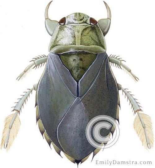Saucer bug – Ilyocoris cimicoides - Emily S. Damstra