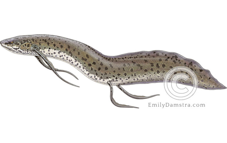 West African lungfish - Emily S. Damstra