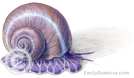 Devonian snail - Emily S. Damstra
