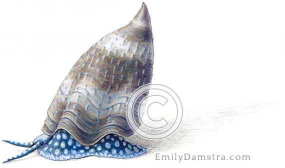 Devonian fossil snail - Emily S. Damstra