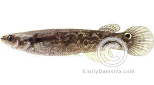 Mangrove killifish - Emily S. Damstra