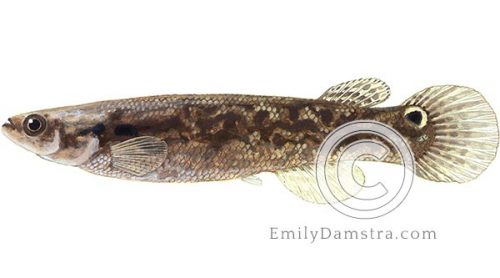 Mangrove killifish - Emily S. Damstra