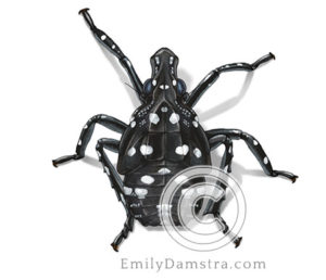 Spotted lanternfly 3rd instar nymph - Emily S. Damstra