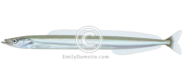Sand lance - Emily S. Damstra