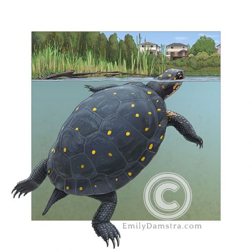 Spotted turtle - Emily S. Damstra