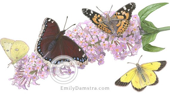 Four butterflies on Butterfly bush flowers - Emily S. Damstra