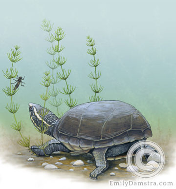 Common musk turtle (Stinkpot) illustration - Emily S. Damstra