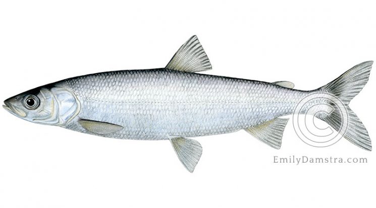 Lake herring (Cisco) - Emily S. Damstra