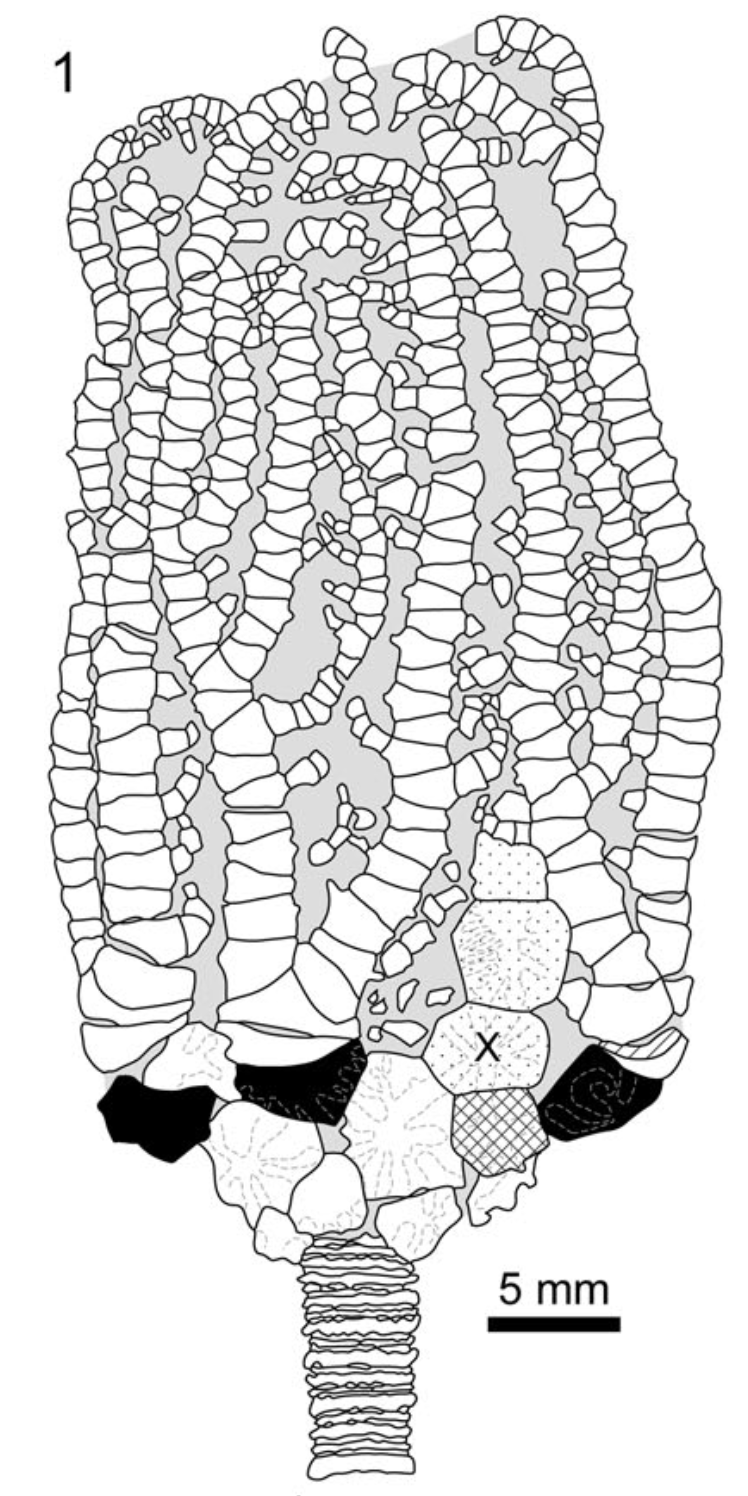 Ordovician crinoid reconstruction - Emily S. Damstra