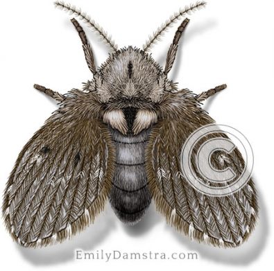 Drain fly - Emily S. Damstra