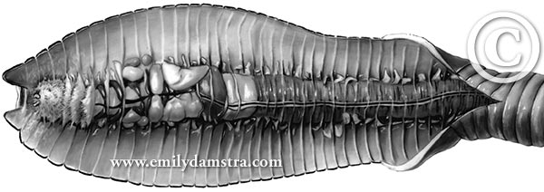 From a decade ago: Earthworm Dissection illustration - Emily S. Damstra
