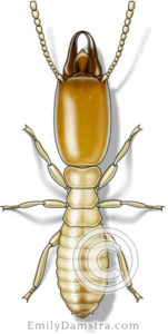 Eastern subterranean termite - Emily S. Damstra