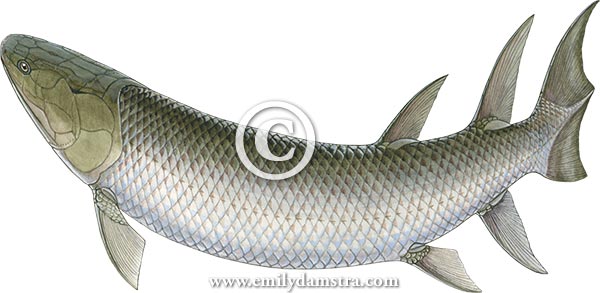 Recent Work: Paleozoic fishes - Emily S. Damstra