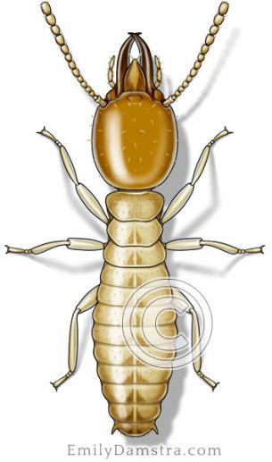 Formosan subterranean termite soldier - Emily S. Damstra