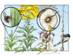 Life cycle of the goldenrod gall fly - Emily S. Damstra