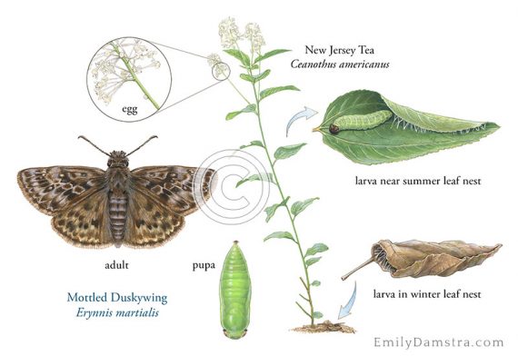 Mottled Duskywing life cycle illustration - Emily S. Damstra