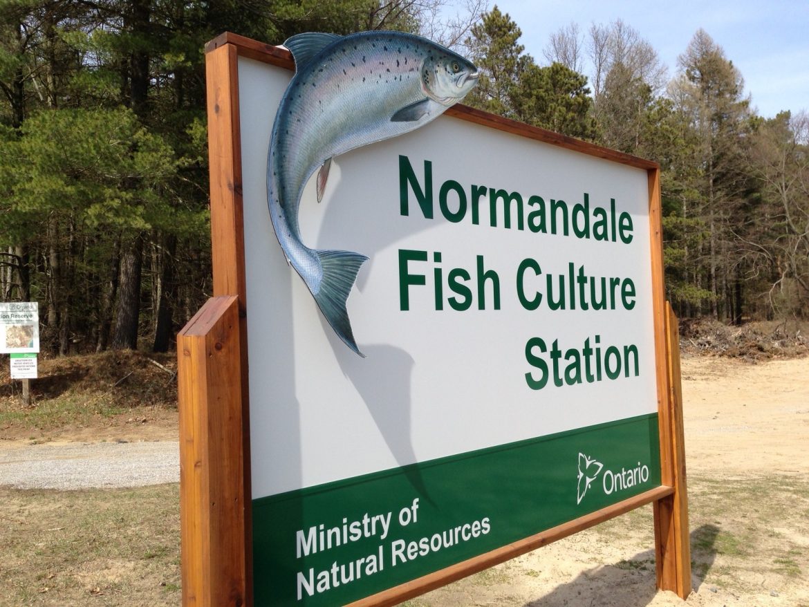 Atlantic Salmon sign - Emily S. Damstra