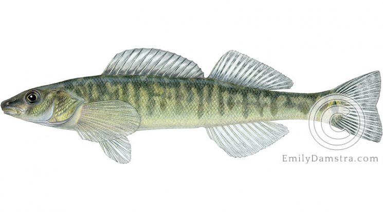 Logperch - Emily S. Damstra