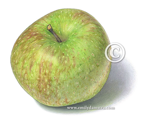 Heritage apple: Oldenburg - Emily S. Damstra