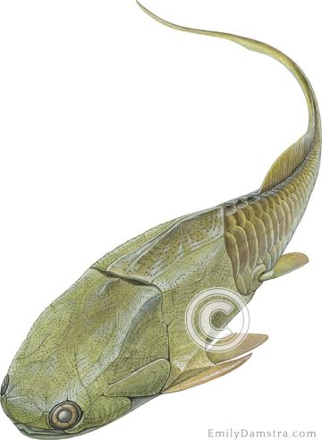 Placoderm Phlyctaenius illustration - Emily S. Damstra