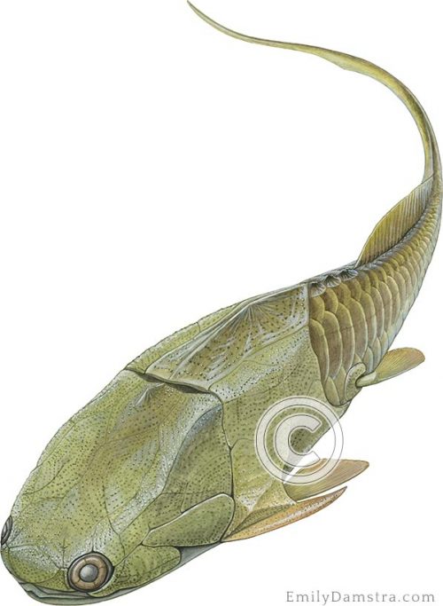 Placoderm Phlyctaenius illustration - Emily S. Damstra