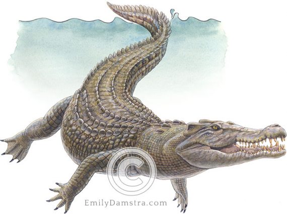 Saltwater crocodile - Emily S. Damstra