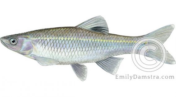 Spotfin shiner - Emily S. Damstra