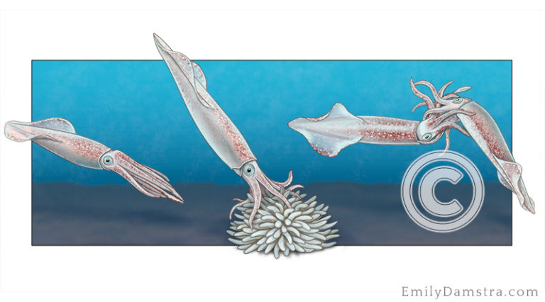 Aggressive behavior in Longfin Inshore squid - Emily S. Damstra