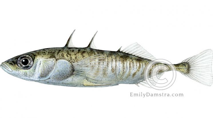 Three-spined stickleback - Emily S. Damstra