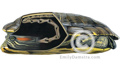 Red-eared Slider neck anatomy illustration - Emily S. Damstra
